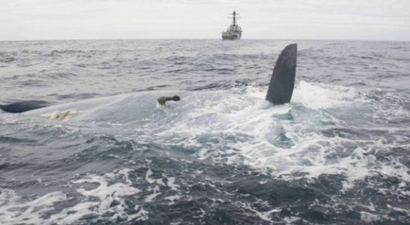 SuperyachtNews.com - Operations - Lessons learned from 'Cheeki Rafiki ...